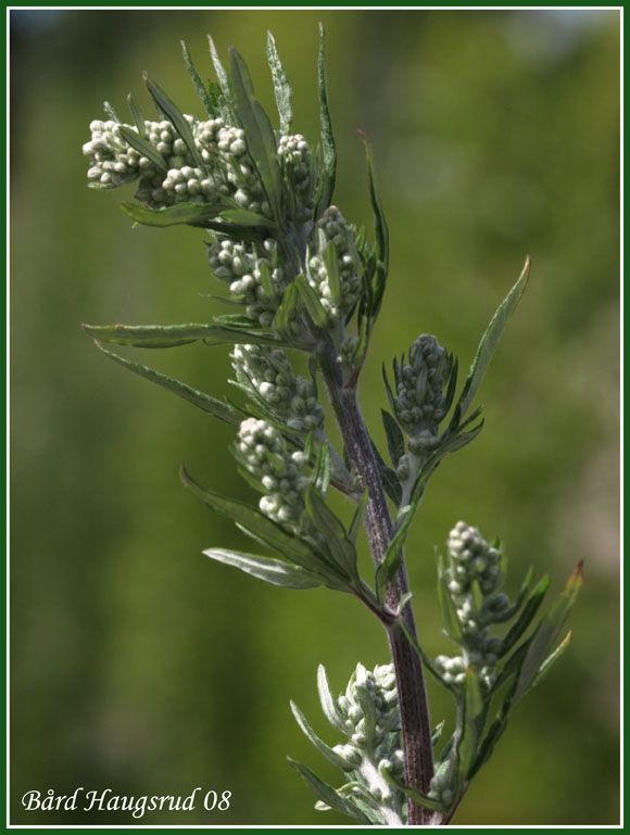 Burot i Østfold – lokalhistoriewiki.no