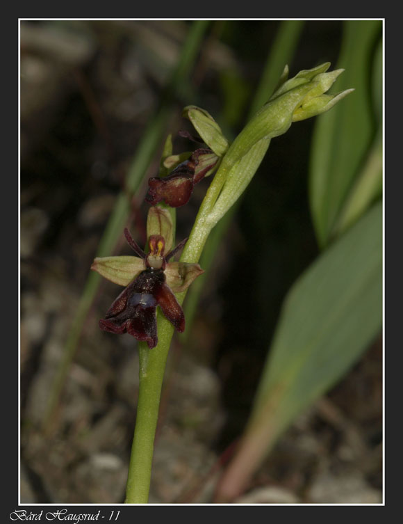Flueblom i Østfold – lokalhistoriewiki.no