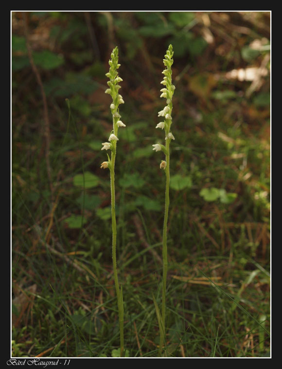 Knerot i Østfold – lokalhistoriewiki.no