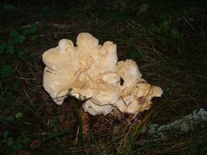 Bruk og plasser i Næroset – lokalhistoriewiki.no