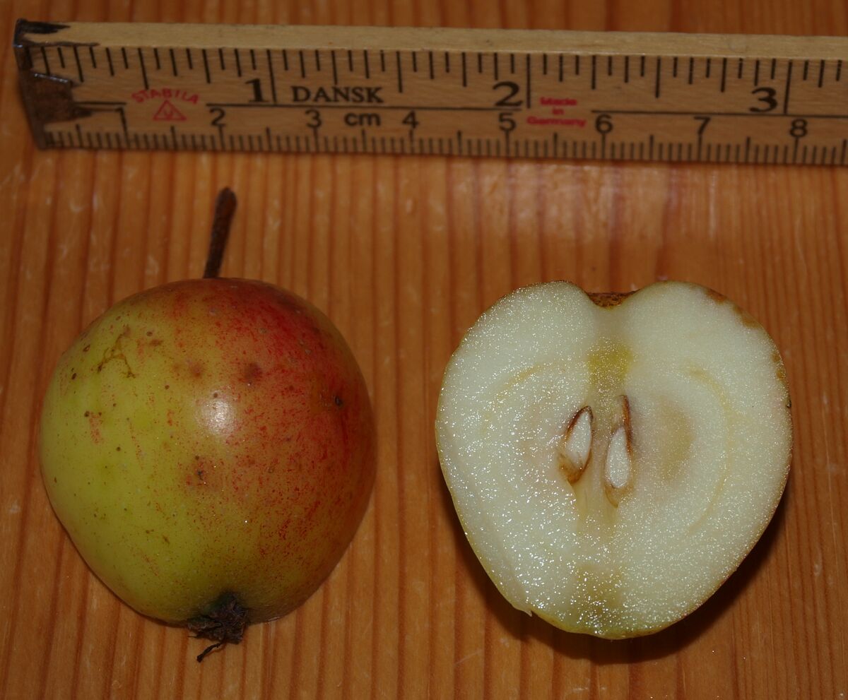 Eple – lokalhistoriewiki.no