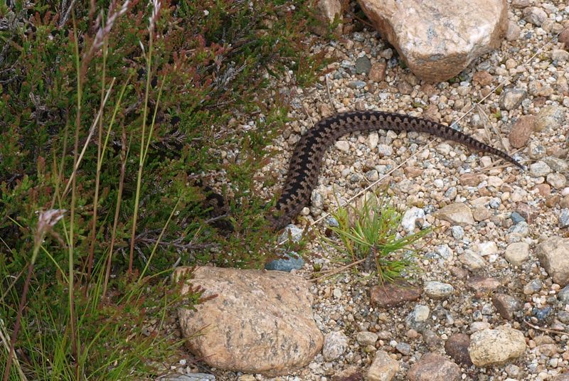 Hoggorm – lokalhistoriewiki.no