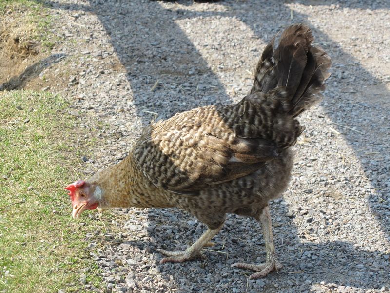 Jærhøns – lokalhistoriewiki.no