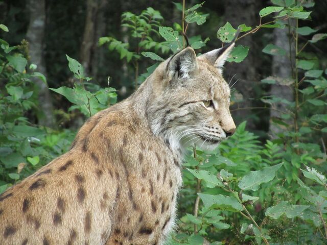 Gaupe – lokalhistoriewiki.no