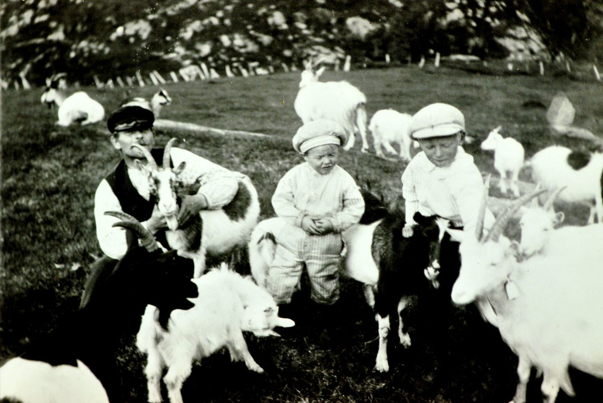 Geit – lokalhistoriewiki.no