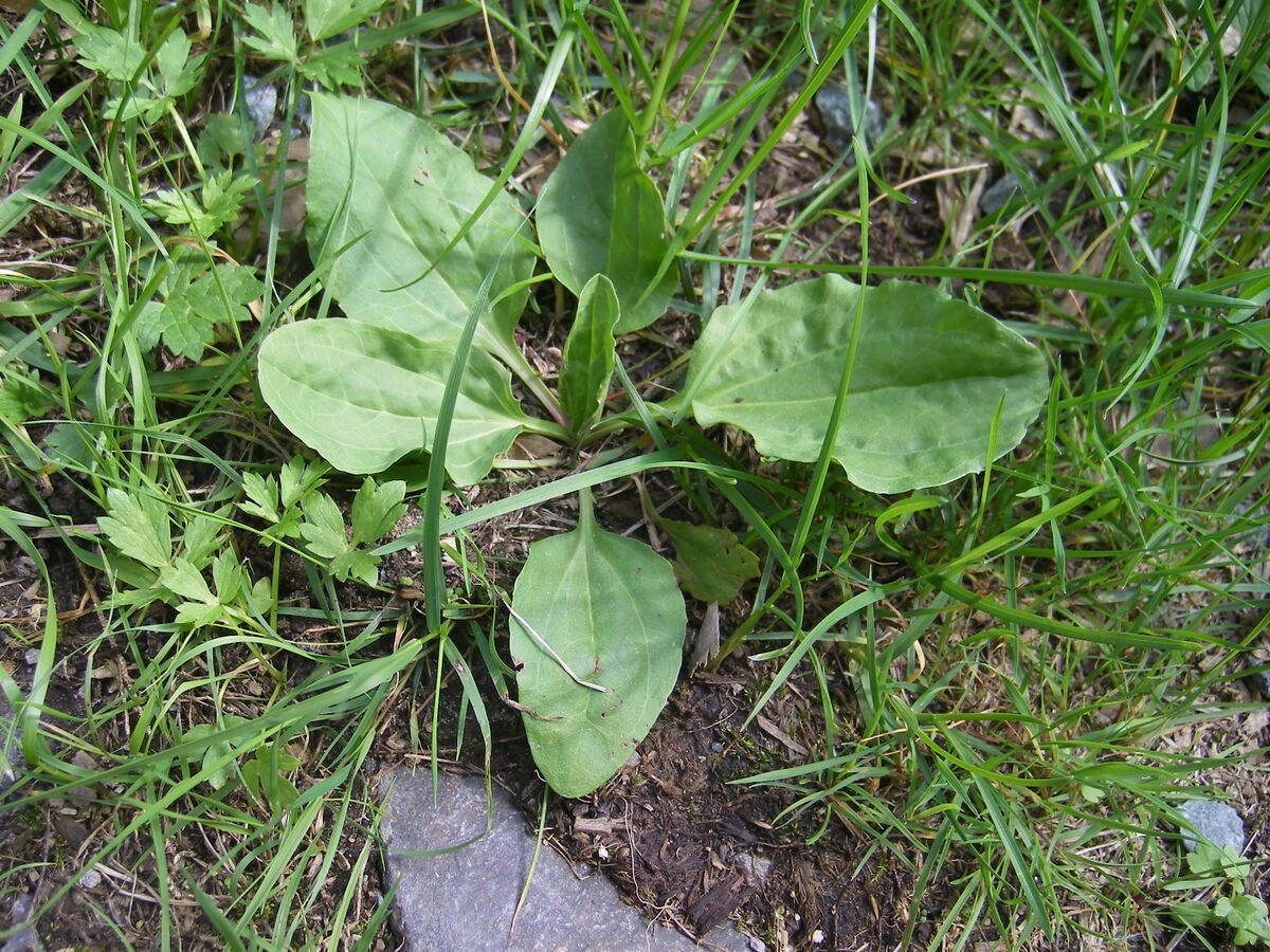 Groblad – lokalhistoriewiki.no