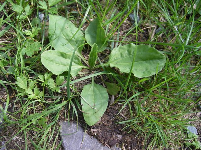 NEG 80 Folkemedisin – lokalhistoriewiki.no