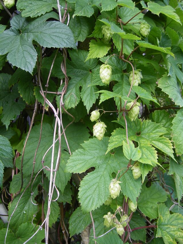 Humle – lokalhistoriewiki.no