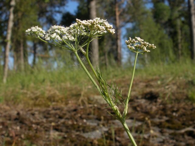 Karve i Østfold – lokalhistoriewiki.no
