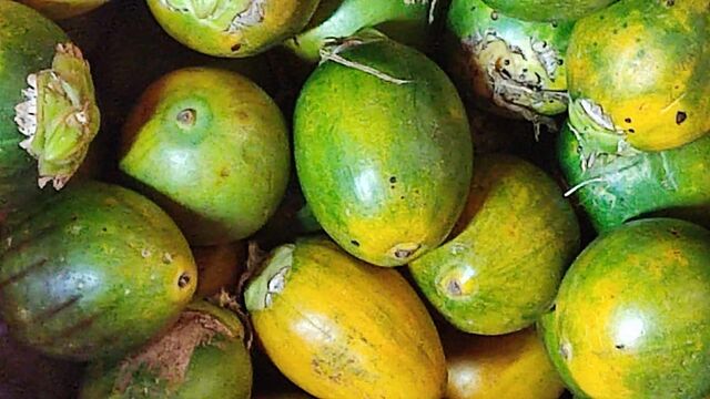 Betelnøtt – lokalhistoriewiki.no