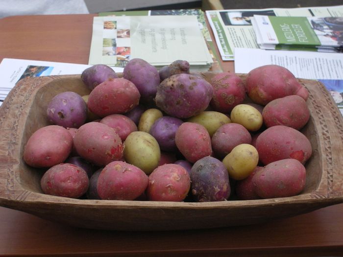 Potet – lokalhistoriewiki.no