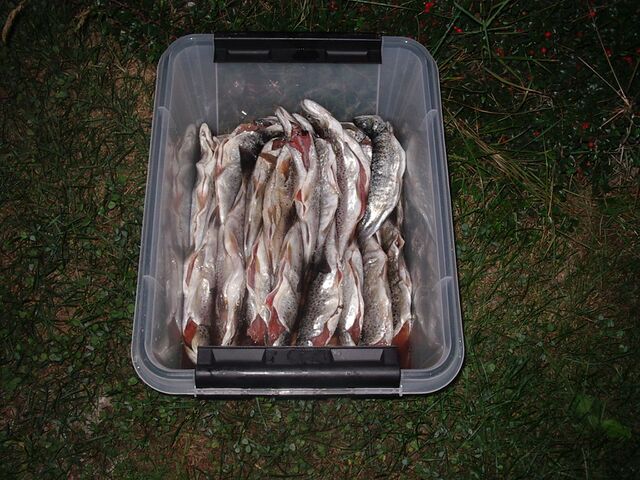 Rakfisk – lokalhistoriewiki.no