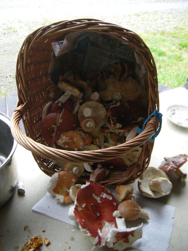 Sopp – lokalhistoriewiki.no